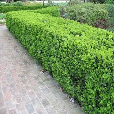 4 Ways to Make Your Backyard a Little More Private